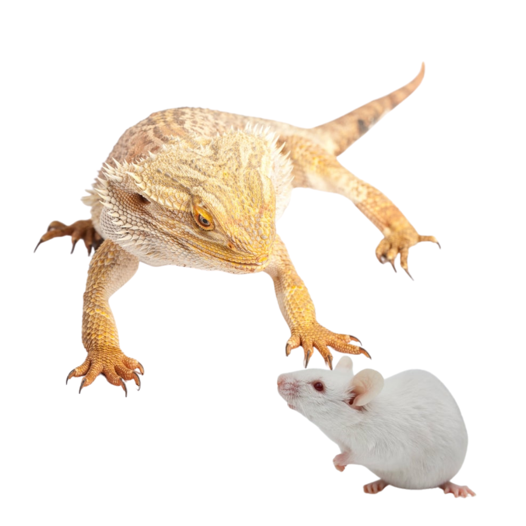 Do bearded Dragons eat mice - Bearded Dragons Society