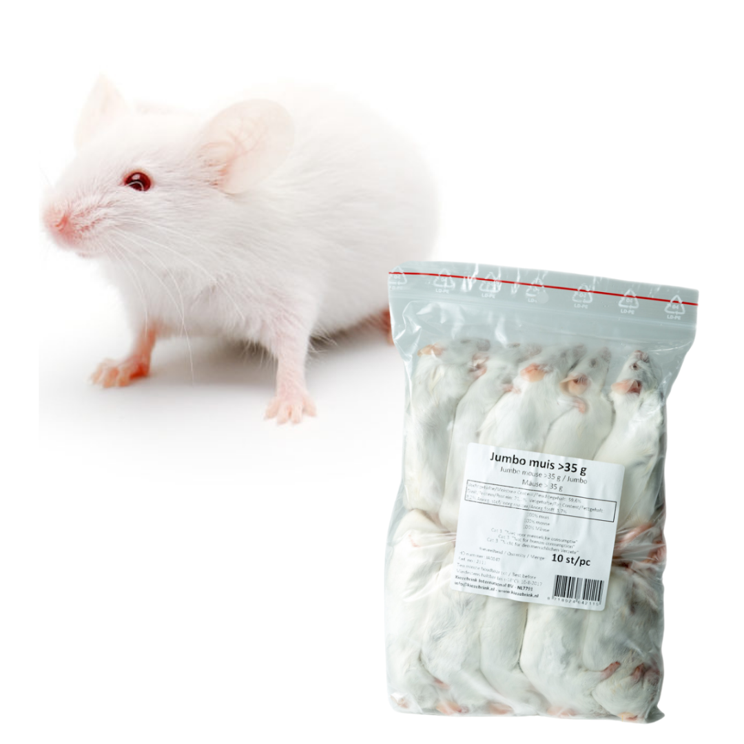 Do bearded Dragons eat mice - Bearded Dragons Society