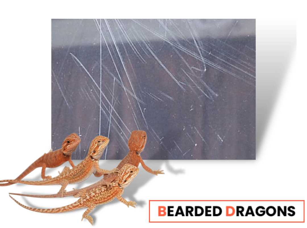 Why does my bearded dragon scratch at the glass? - Bearded Dragons Society